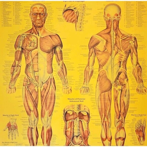 Art | 1997 Muscular System Anatomical Chart Laminated Poster Medical ...